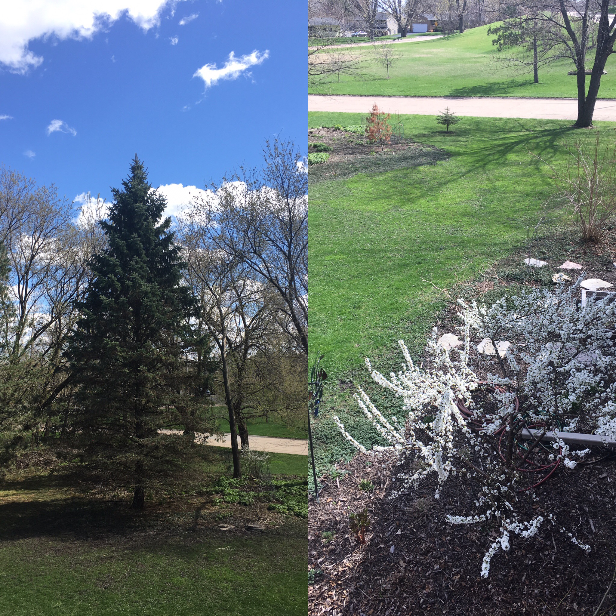 Freshness Of Spring - Connie Hertz